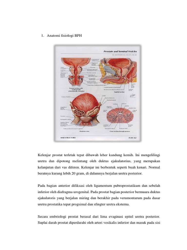Fisiologi dan Fungsi Kelenjar Prostat | PDF