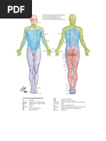 Skema Dermatom Dan Sklerotom | PDF