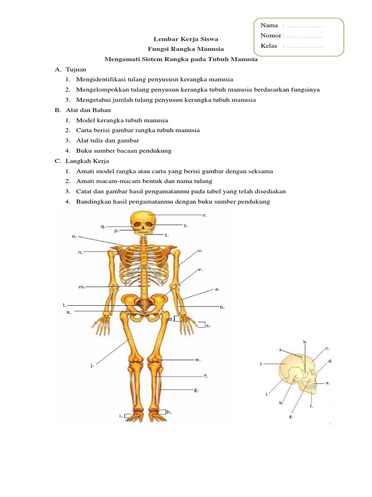 Lembar Kerja Siswa Rangka Manusia | PDF
