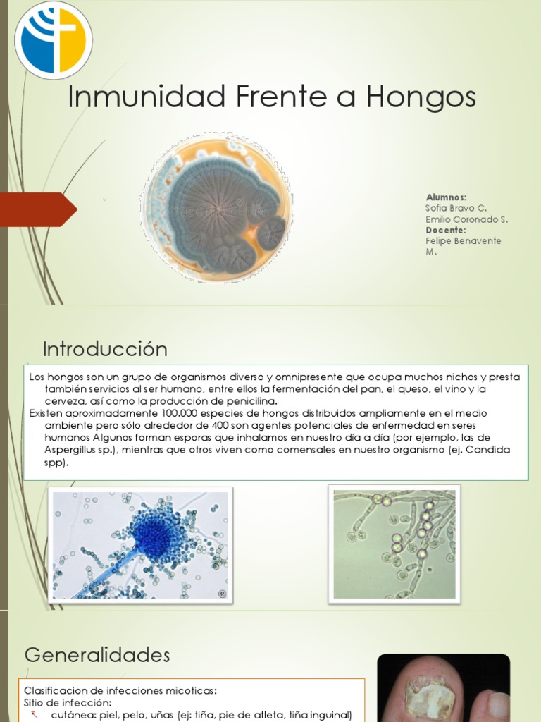 Respuesta Inmune Frente A Hongos 1 | PDF | Sistema inmune | Célula T