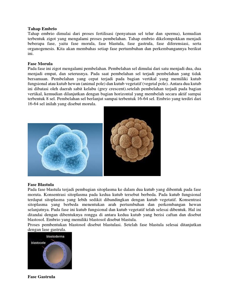 Proses Perkembangan Embrio: Morula hingga Gastrula | PDF | Sains ...