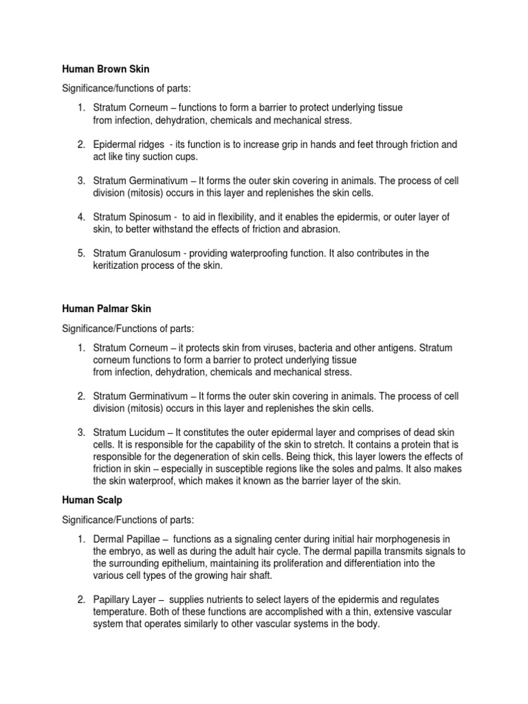 Human Brown Skin | PDF | Skin | Epidermis