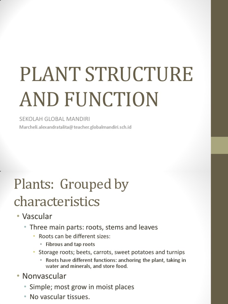 Handout - Plant Structure and Function | PDF | Root | Plant Stem