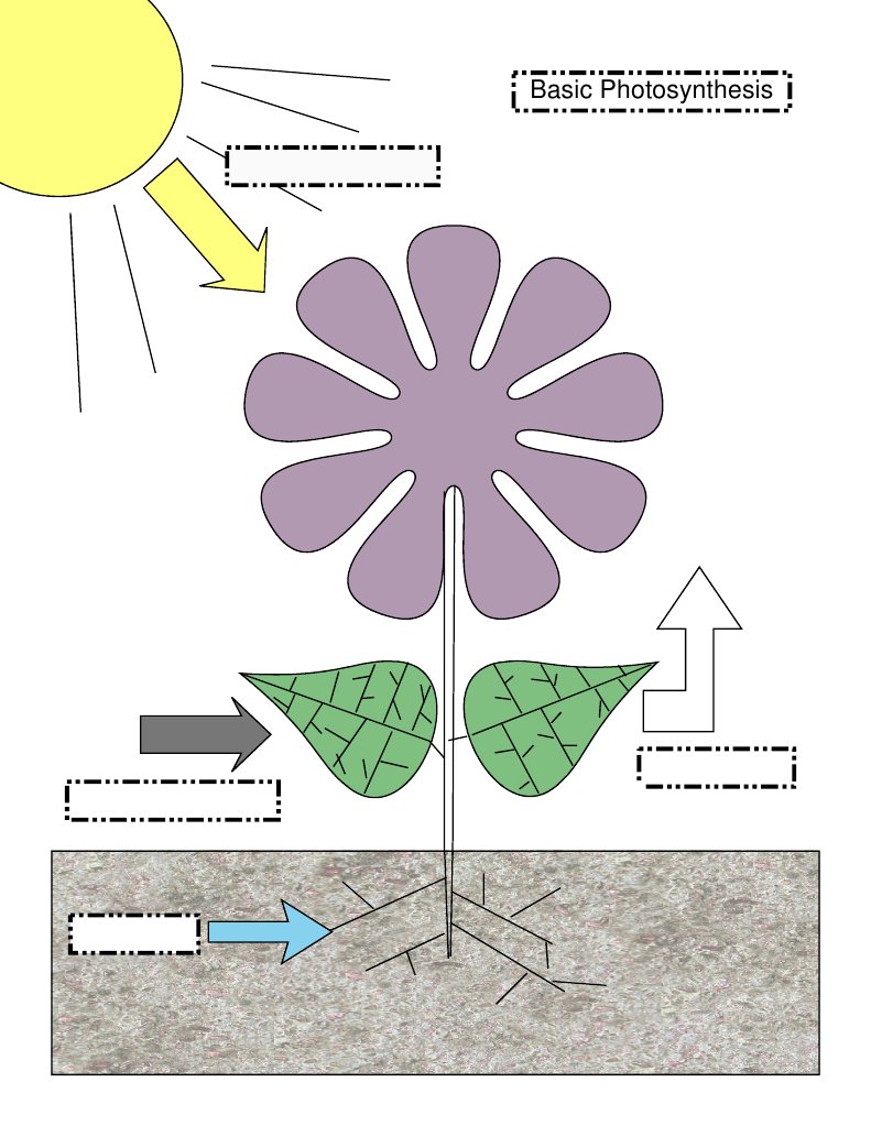 Photosynthesis | PDF