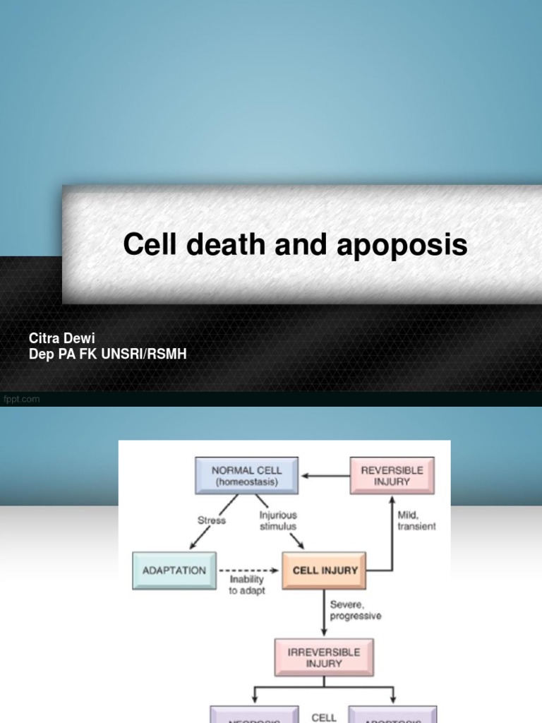 Kematian Sel Dan Apoptosis | PDF | Necrosis | Apoptosis