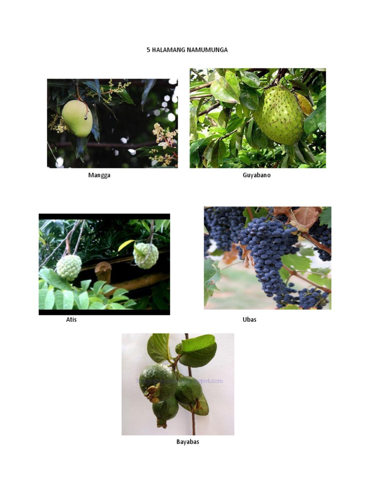 5 Halamang Namumunga
