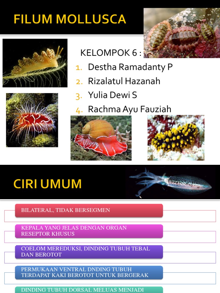 Fisiologi Mollusca | PDF