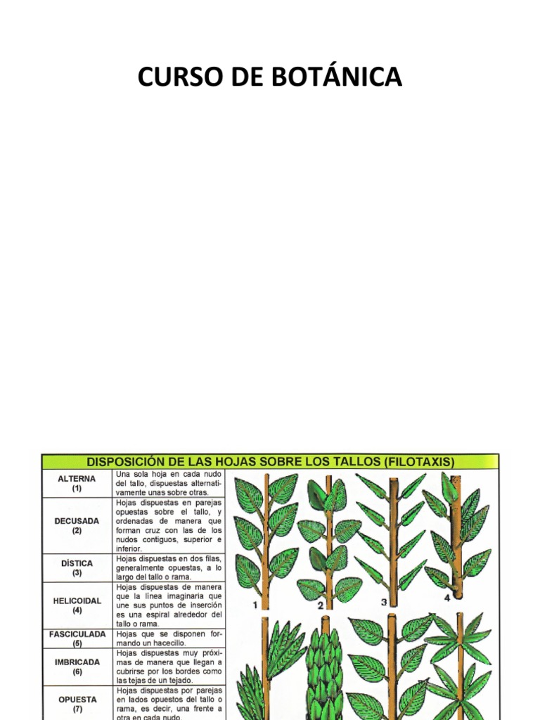 Curso de Botanica | PDF