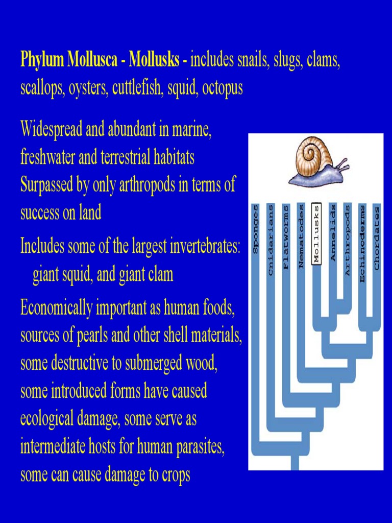 Phylum Mollusca - Mollusks - Includes Snails, Slugs, Clams | PDF ...