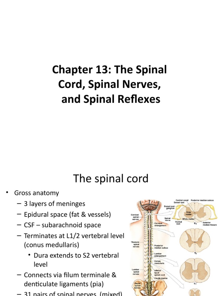 Chapter 13: The Spinal Cord, Spinal Nerves, and Spinal Reflexes | PDF ...