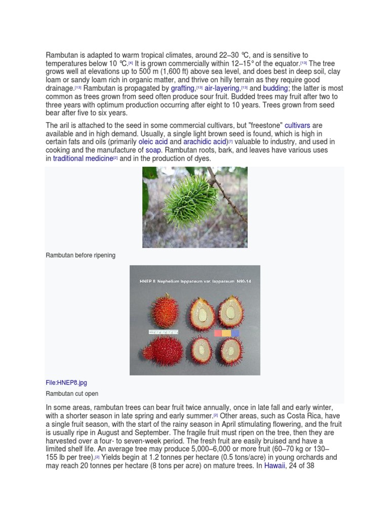 Rambutan | PDF | Branches Of Botany | Environmental Design