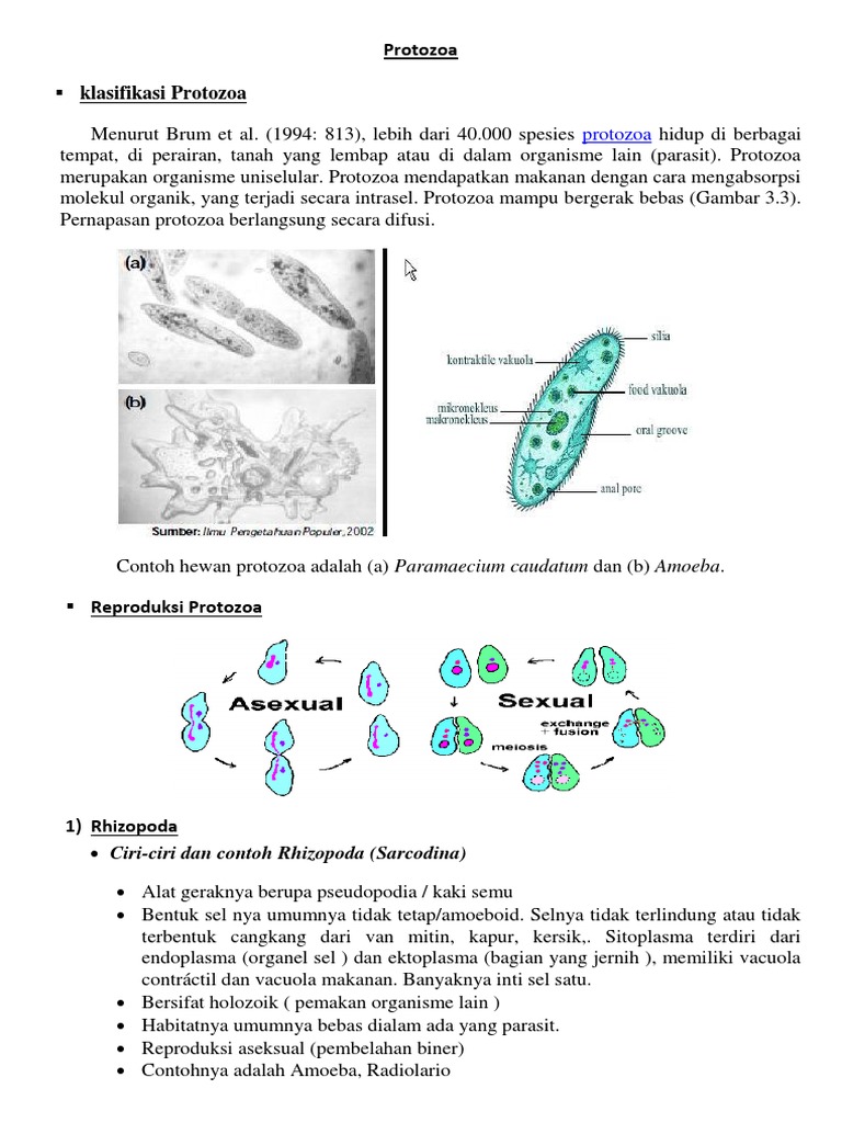 Klasifikasi dan Reproduksi Protozoa | PDF