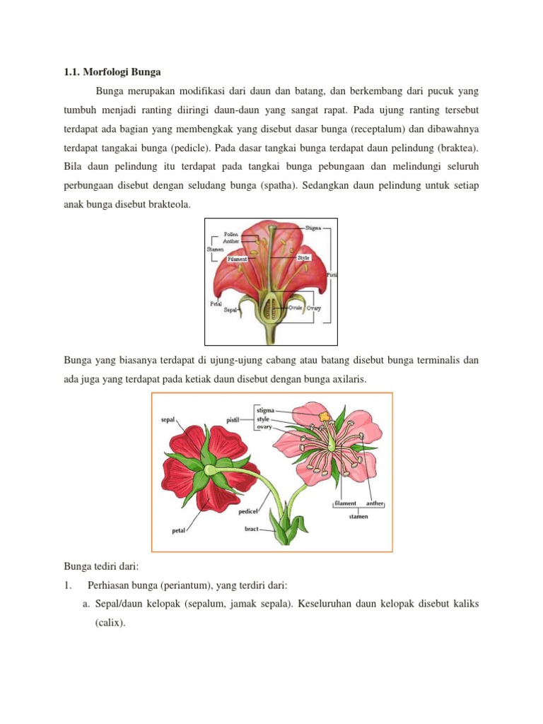 Morfologi Bunga | PDF
