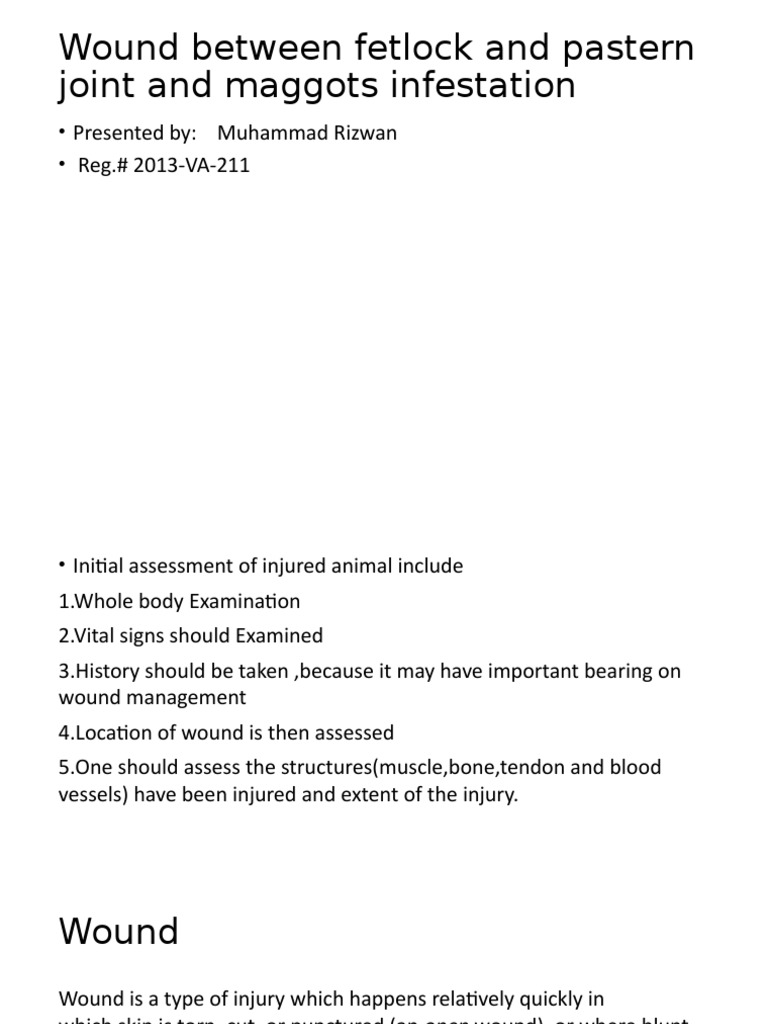 Wound Between Fetlock and Pastern Joint and Maggots Infestation | PDF ...
