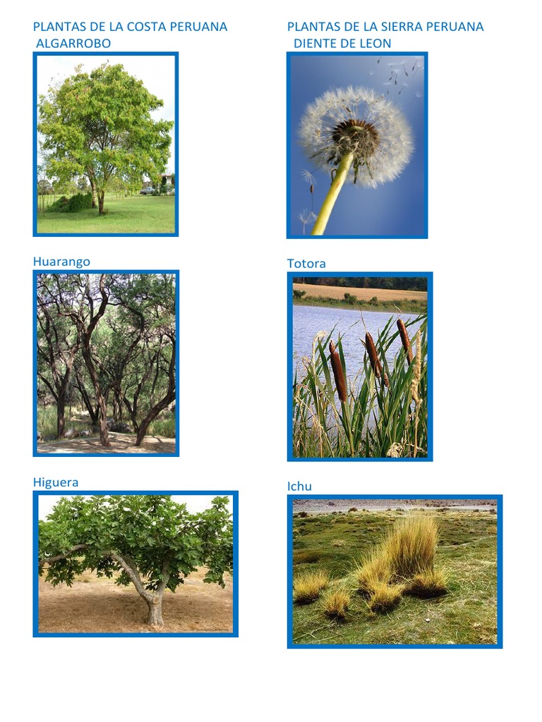 Plantas de La Costa Peruana | PDF