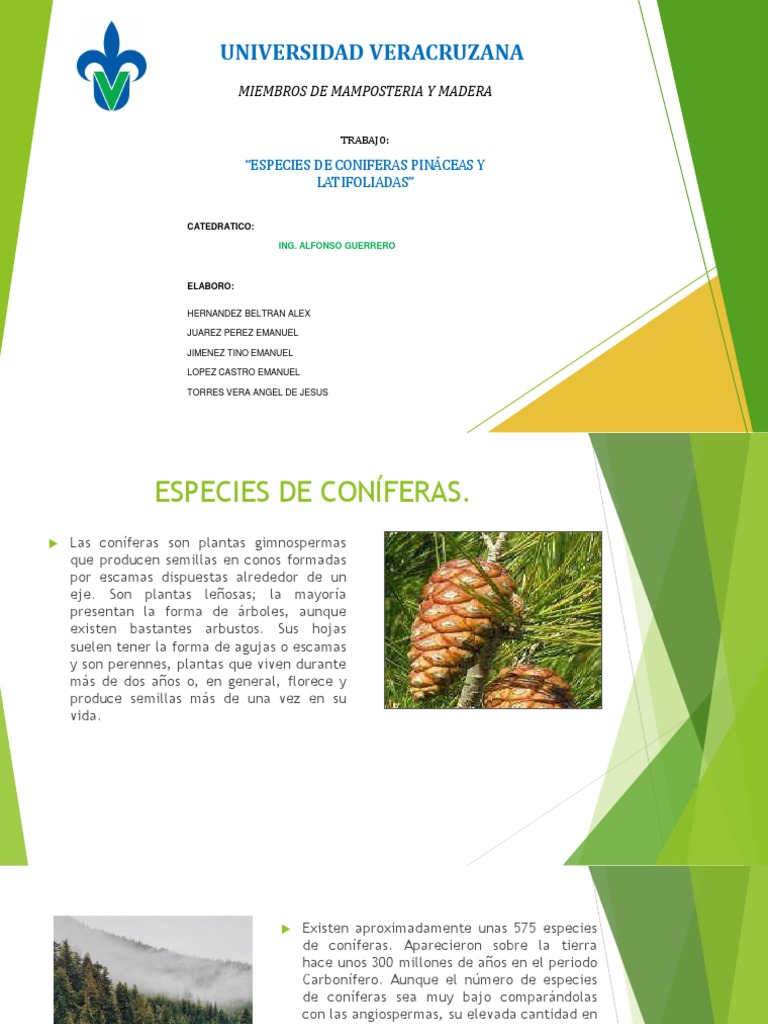 CONÍFERAS | PDF | Pinophyta | Pino