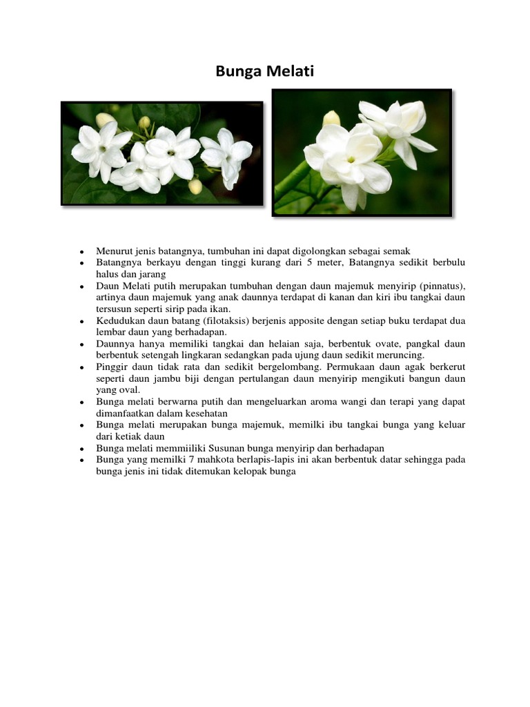 Ciri Bunga Melati | PDF