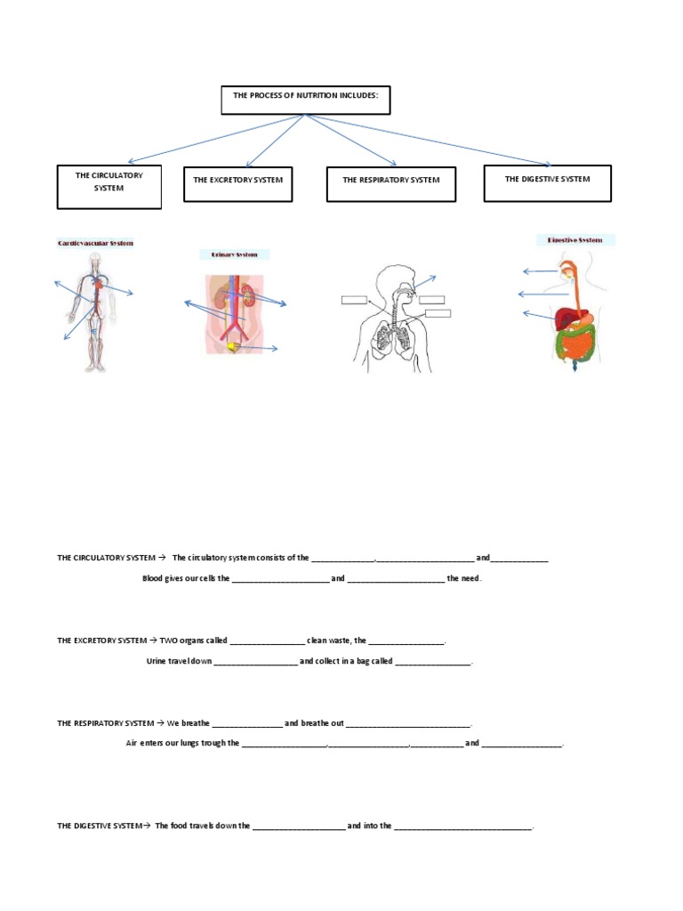 Overview of Human Nutrition Systems | PDF