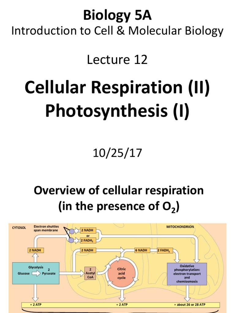 Introduction To Cell & Molecular Biology: Cellular Respiration (II ...