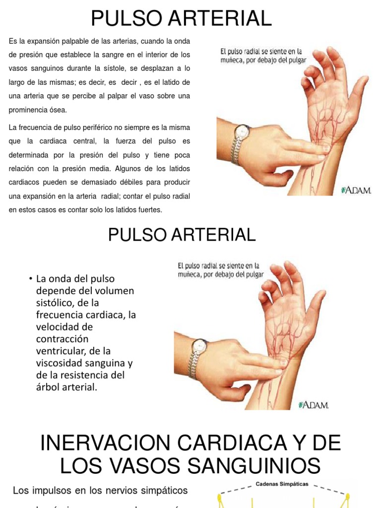 Pulso Arterial Cuidados | Legumbres | Corazón