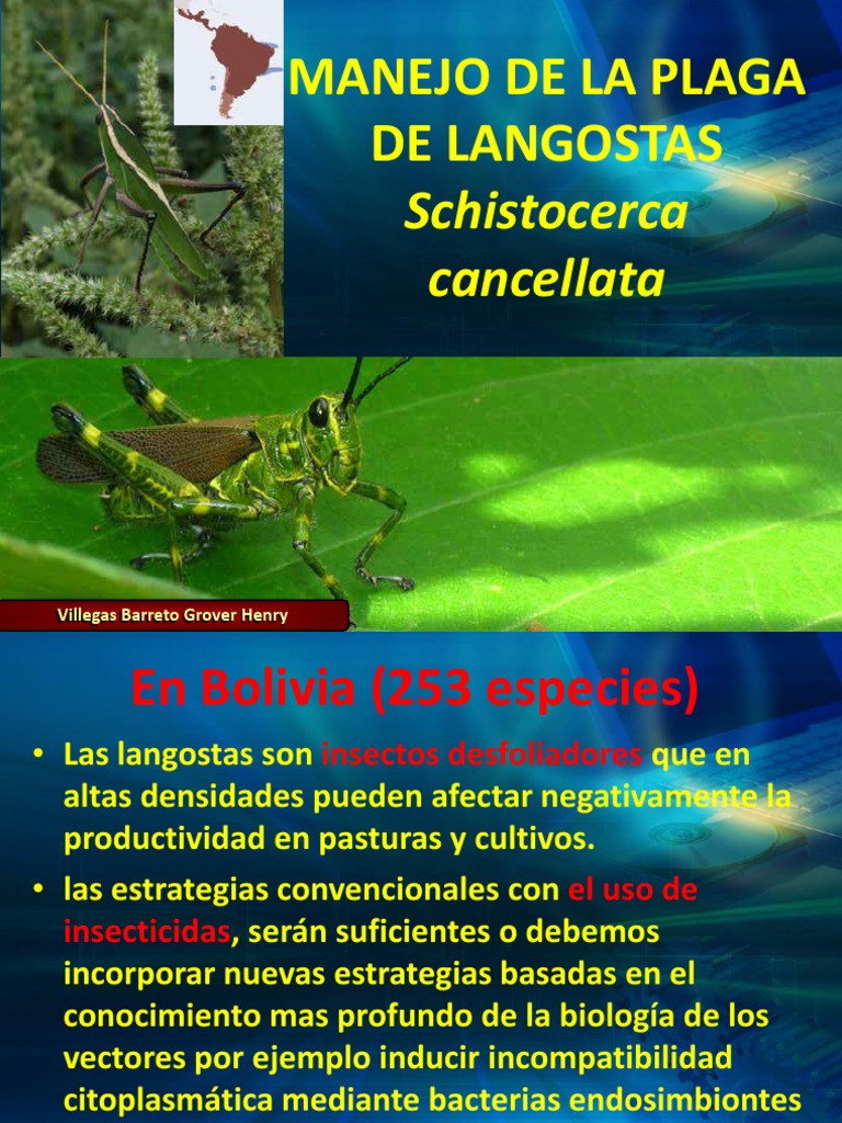 Langosta Entomologia | PDF | Plaga (organismo) | Insectos