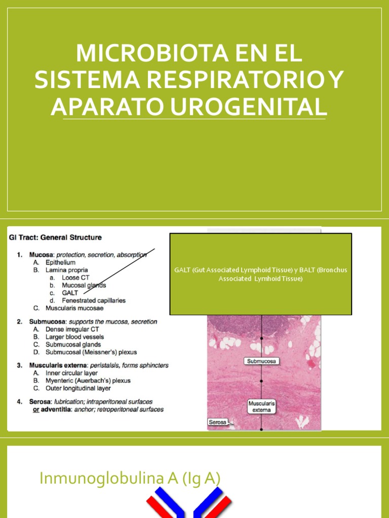 Microbiota en El Sistema Respiratorio y Aparato Urogenital | Infección ...