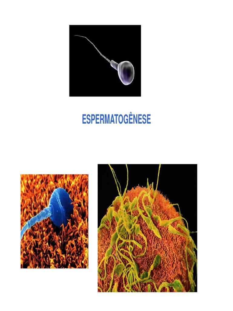 Espermatogênese: produção de espermatozóides | PDF | Fertilização ... Espermatogênese: produção de espermatozóides | PDF | Fertilização ...