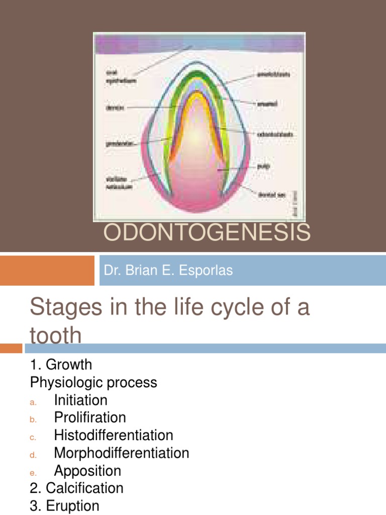 Odontogenesis: Dr. Brian E. Esporlas | Download Free PDF | Tooth | Mouth