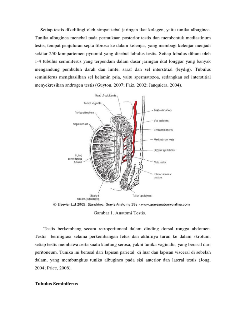 Histologi dan Anatomi Testis Manusia | PDF | Sains & Matematika