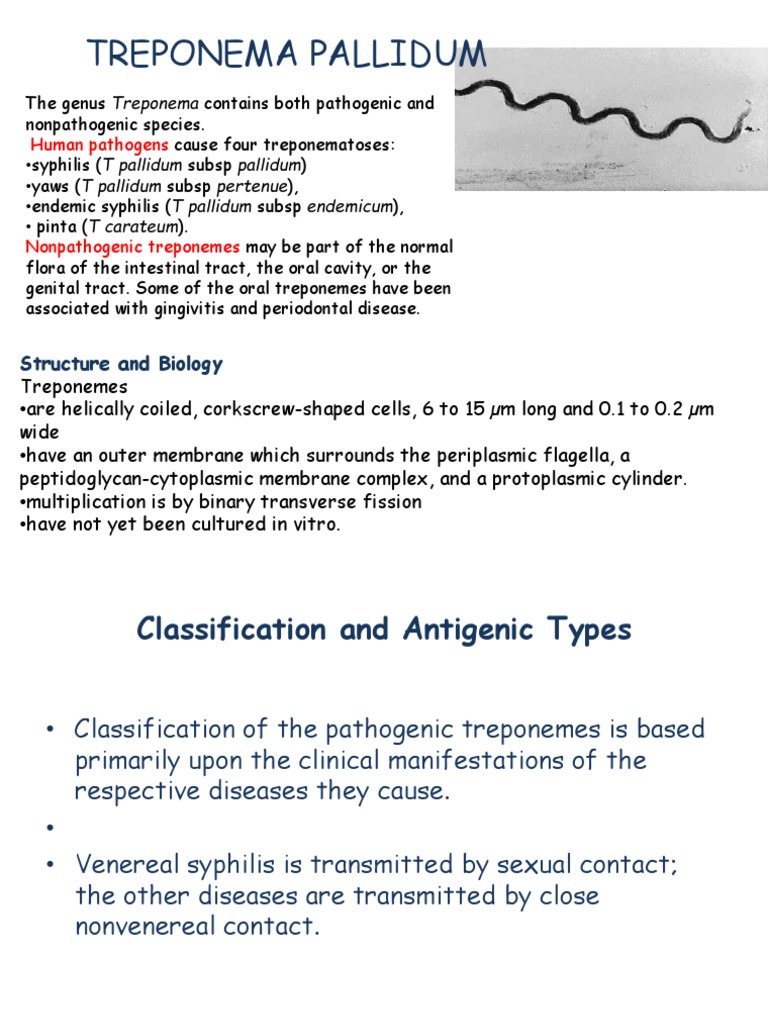 Treponema Pallidum: Human Pathogens | Download Free PDF | Infection ...
