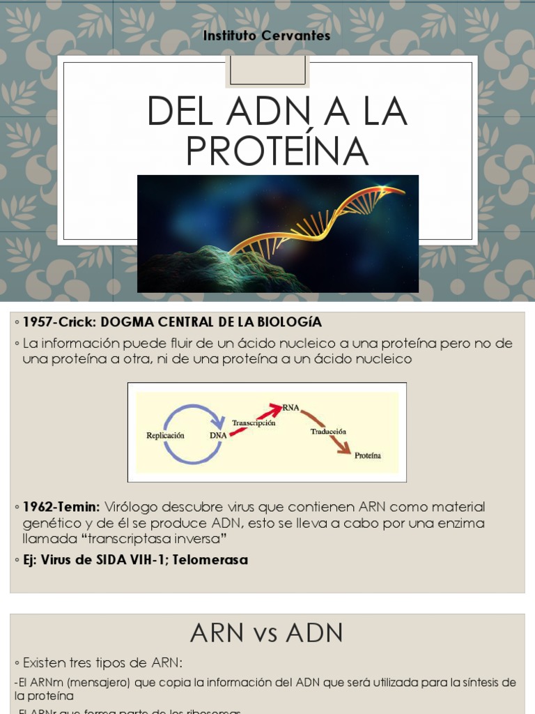 Proceso de Síntesis de Proteínas: ADN a ARN | PDF | Rna | Ribosoma