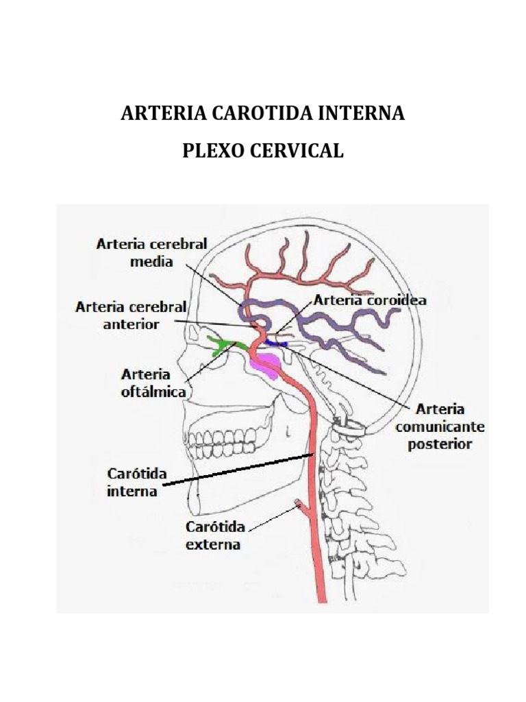 Arteria Carotida Interna | PDF