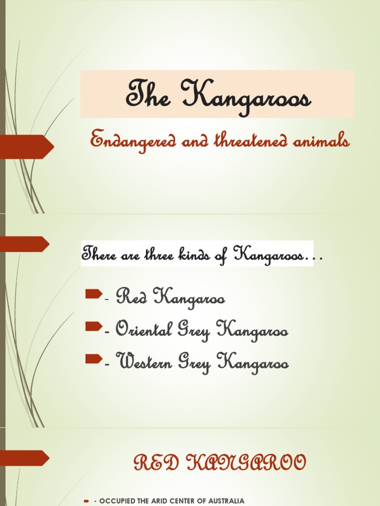 The Kangaroos PDF Powerpoint | PDF