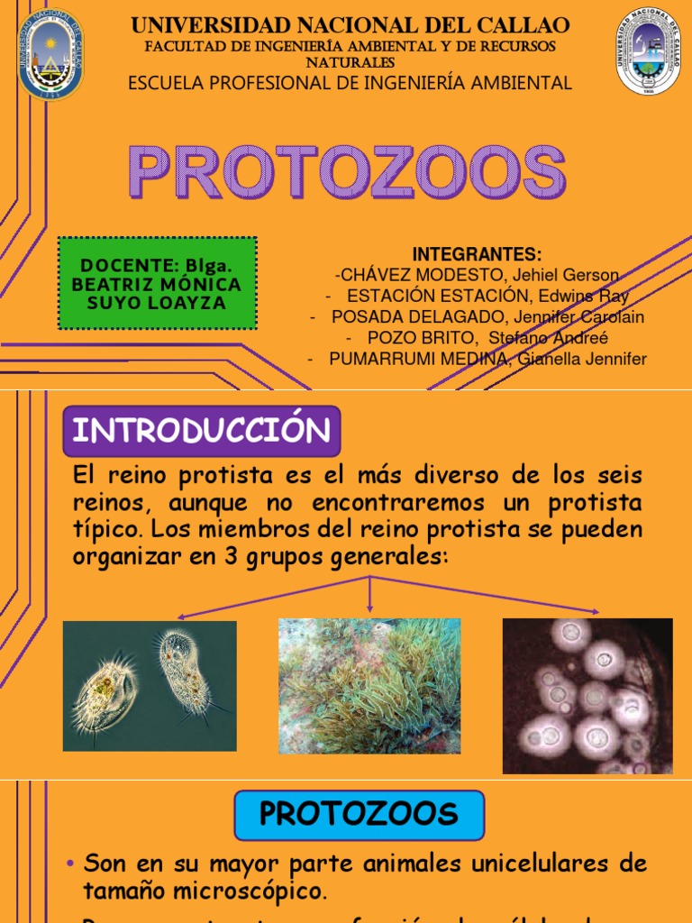 PROTOZOOS | Protozoa | Cell (Biology)