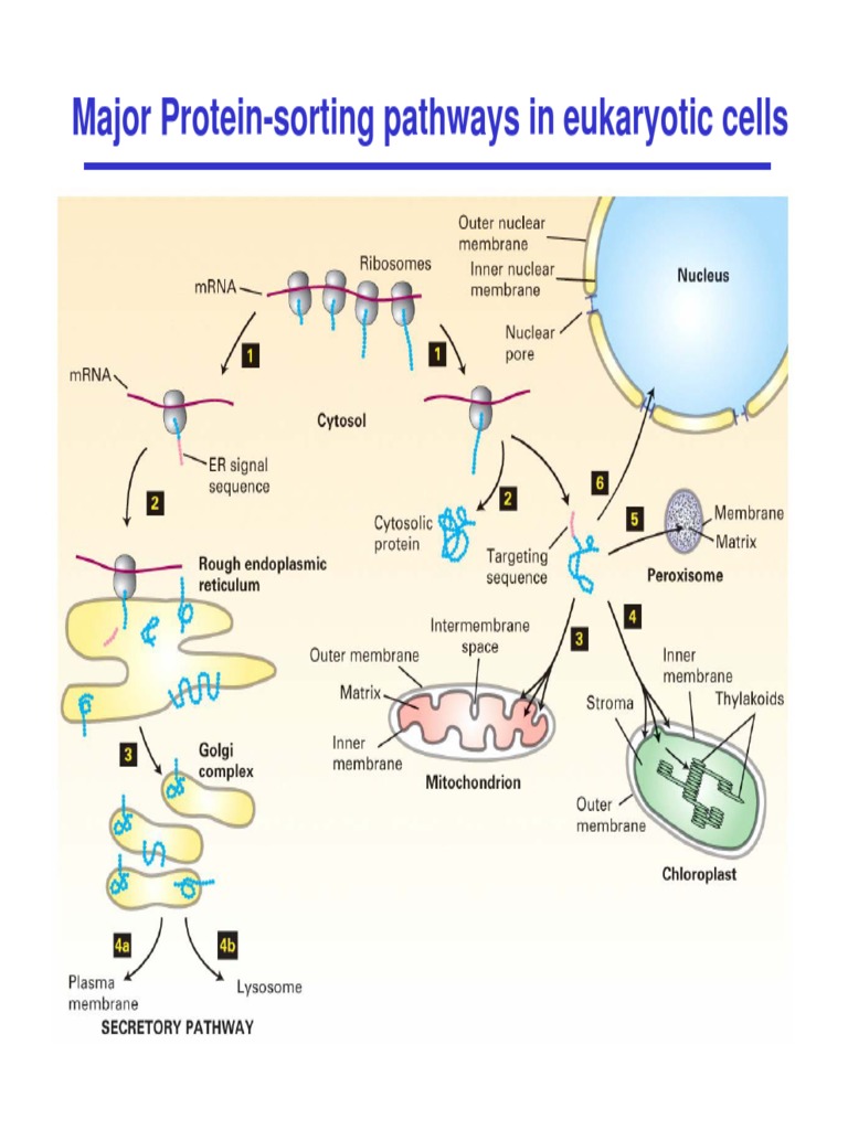 Major Protein Sorting Pathways in Eukaryotic Cells | PDF | Protein ...