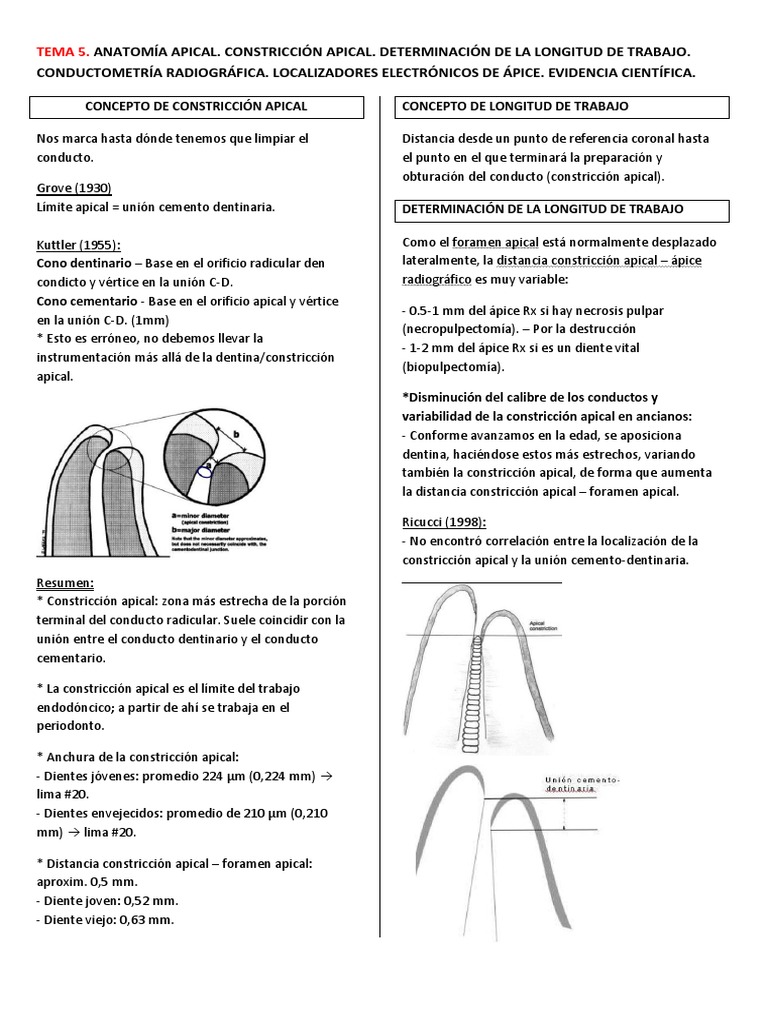 Tema 5. Anatomía Apical. Constricción Apical. Conductometría. | PDF ...