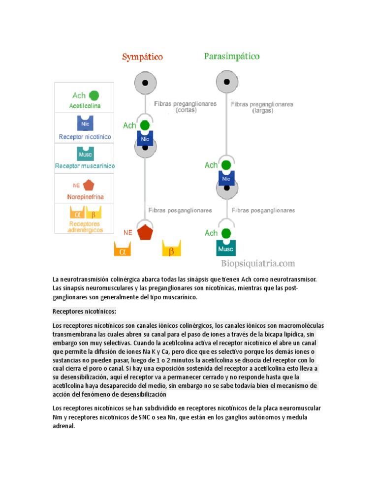 Receptores colinérgicos y sus funciones | PDF | Acetilcolina | Fisiología