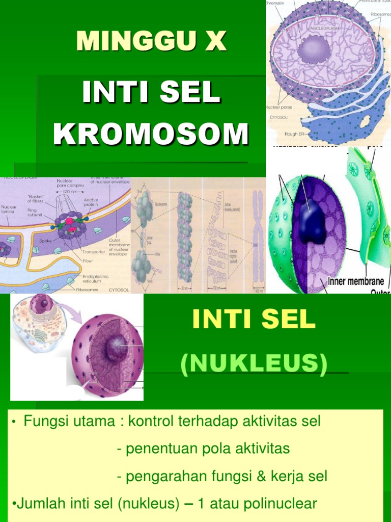 Inti Sel (Nukleus) 10 | PDF