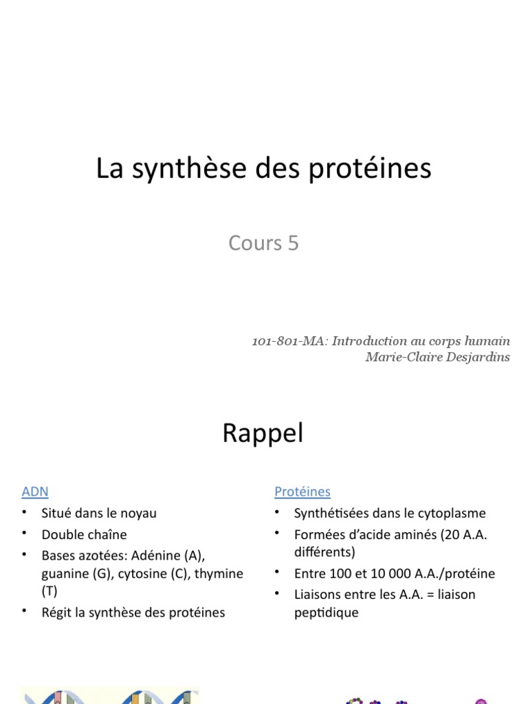 Cours 5 Synthese Proteines Etudiants | PDF | Acide ribonucléique ...
