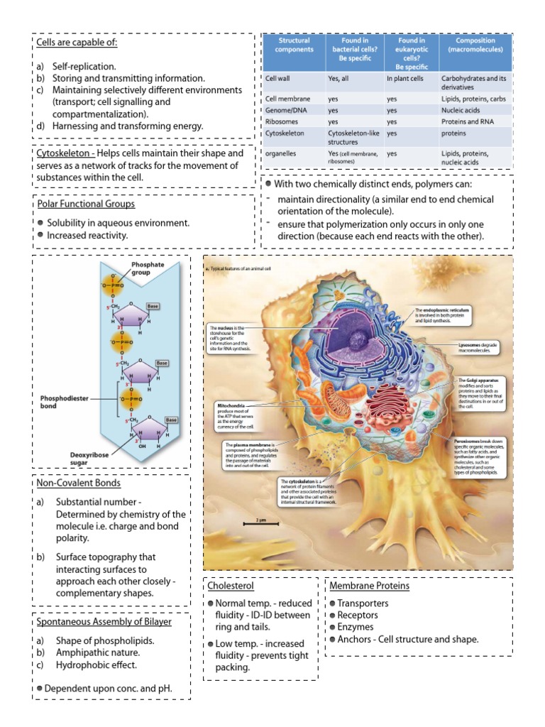 Cheat Sheet | PDF | Biomolecular Structure | Proteins