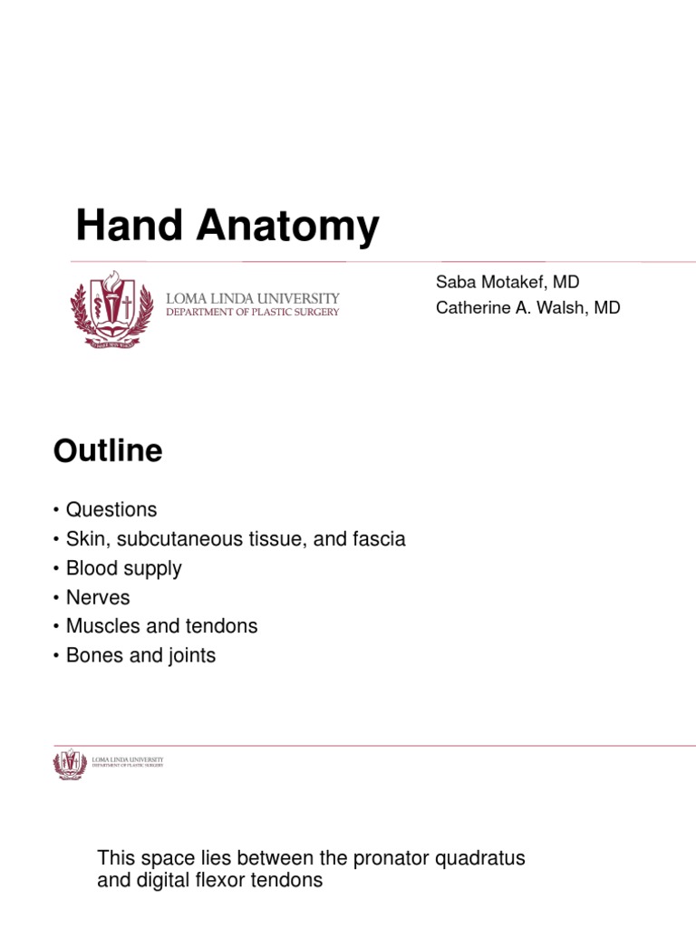 Hand Anatomy | PDF | Thumb | Hand