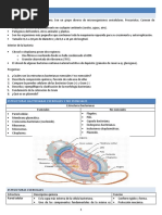 Mapa Conceptual de Bacterias | PDF | Las bacterias | Citoplasma