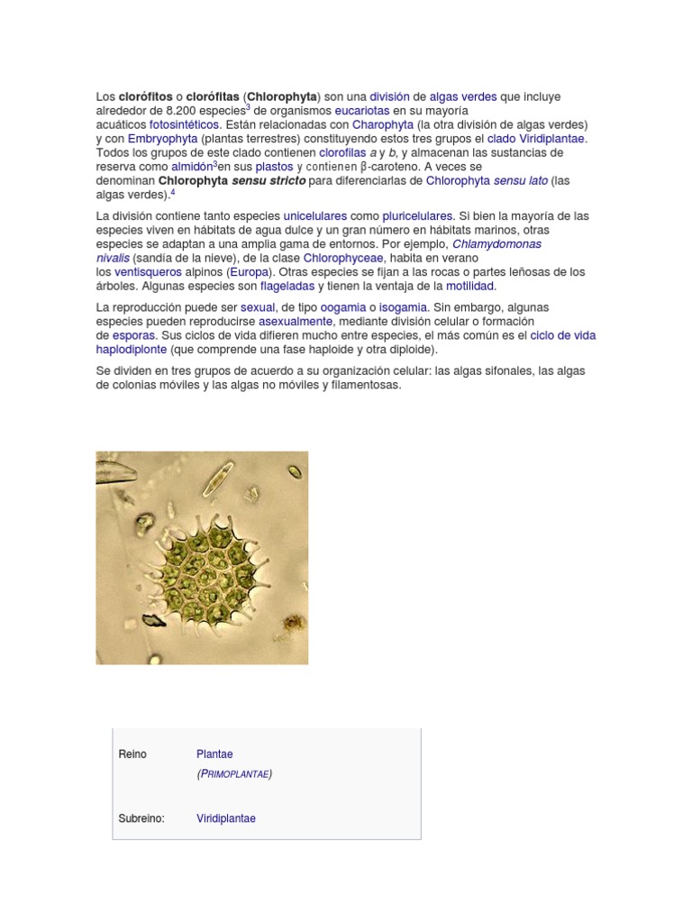 Los Clorófitos o Clorófitas | PDF | Nomenclatura botánica | Organismos