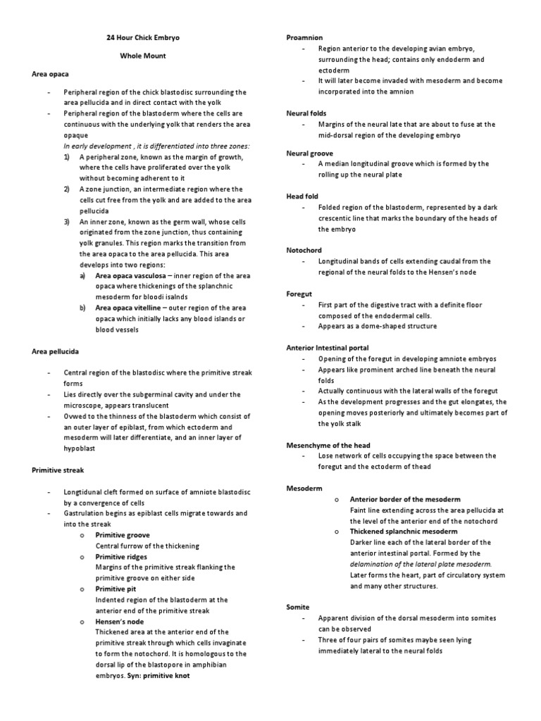 24 Hour Chick Embryo - Embryology Lab | Developmental Biology | Anatomy