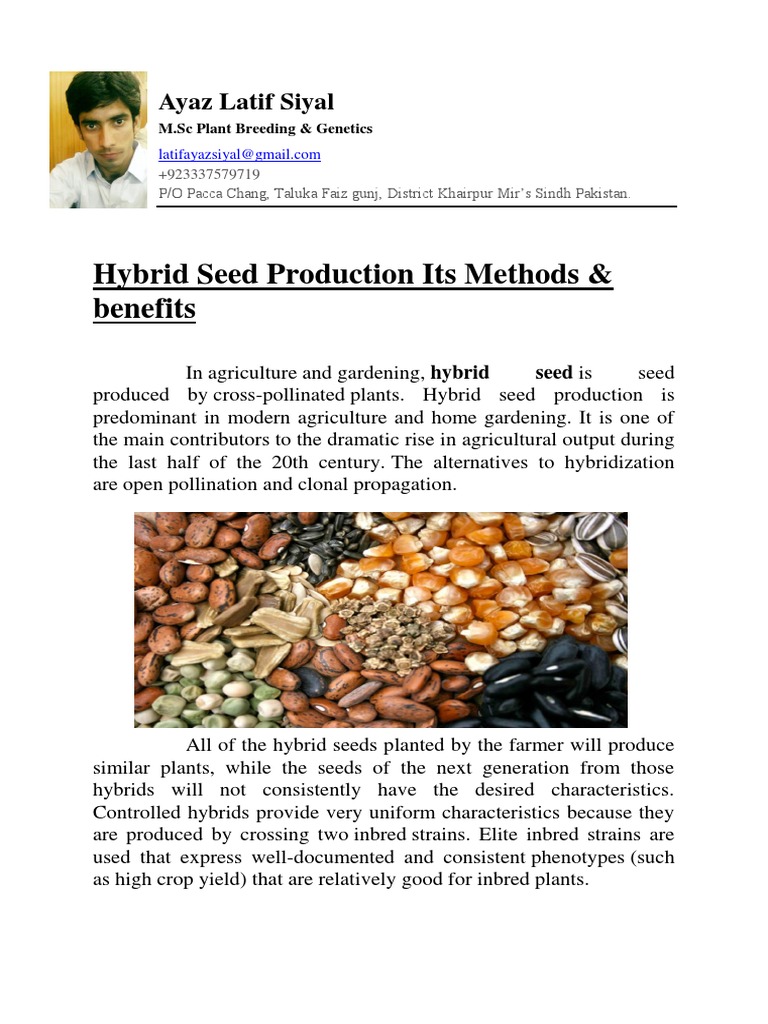Hybrid Seed Production | PDF | Plant Breeding | Hybrid (Biology)