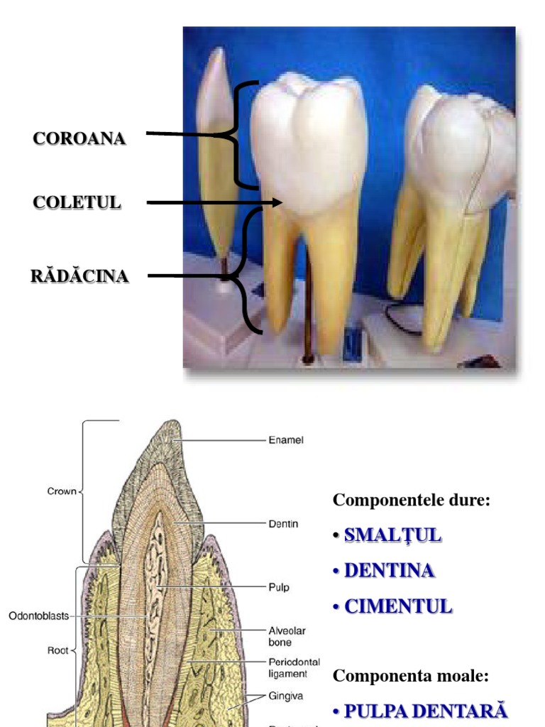 Dezvoltarea Dintilor Smalt Dentina | PDF