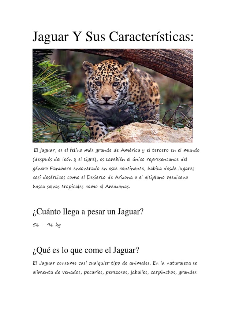 Jaguar Y Sus Características | PDF