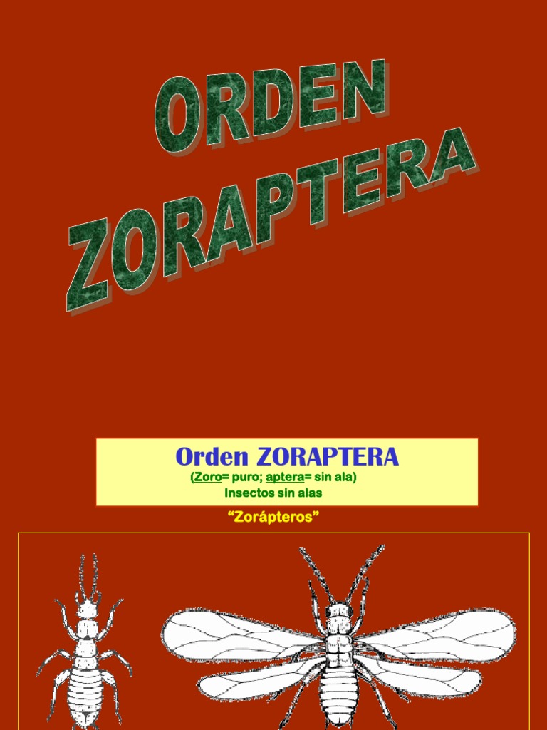 Características del Orden Zoraptera | PDF | Fósiles Vivientes | Artrópodos