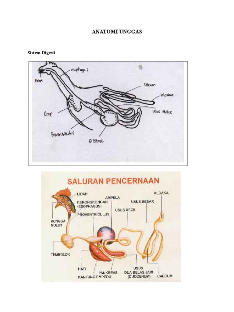 Anatomi Pencernaan dan Reproduksi Ayam | PDF