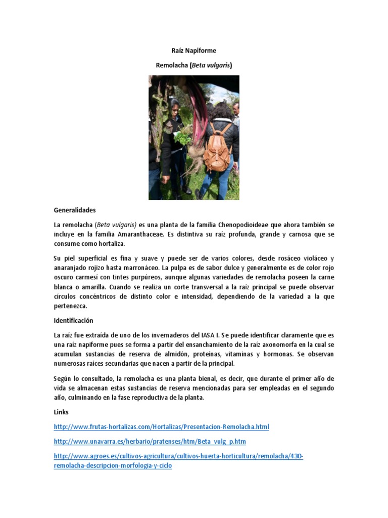Raíz Napiforme | Descargar gratis PDF | Raíz | Alimentos